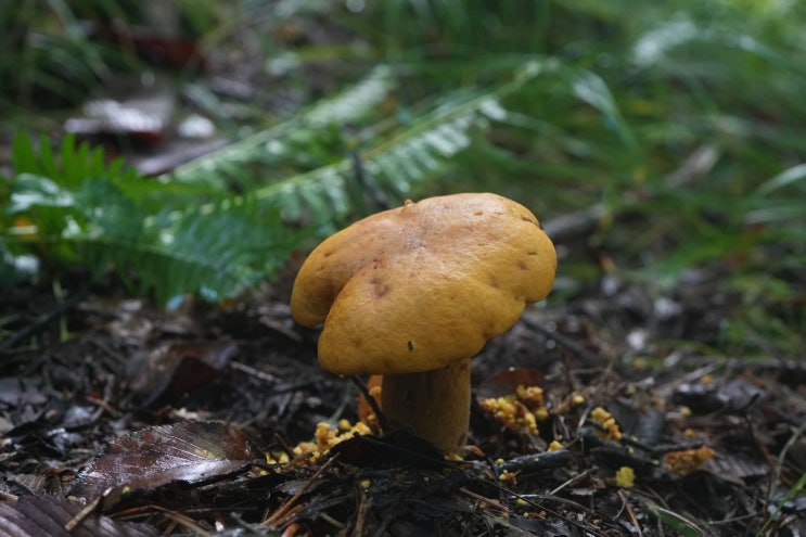 수원그물버섯 Boletus auripes : 네이버 블로그
