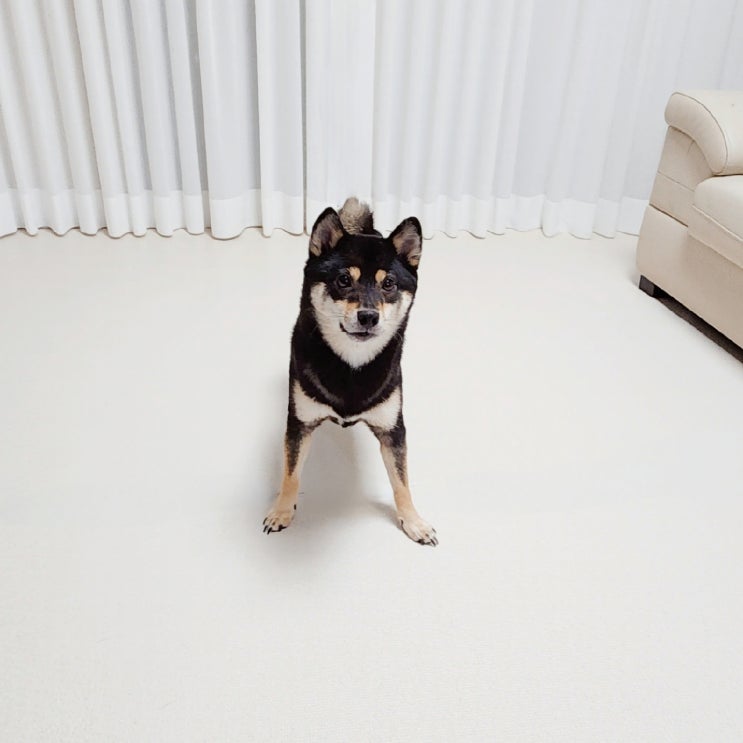 강아지 미끄럼방지 장판 시공 퍼핑 애견 매트 후기 네이버 블로그