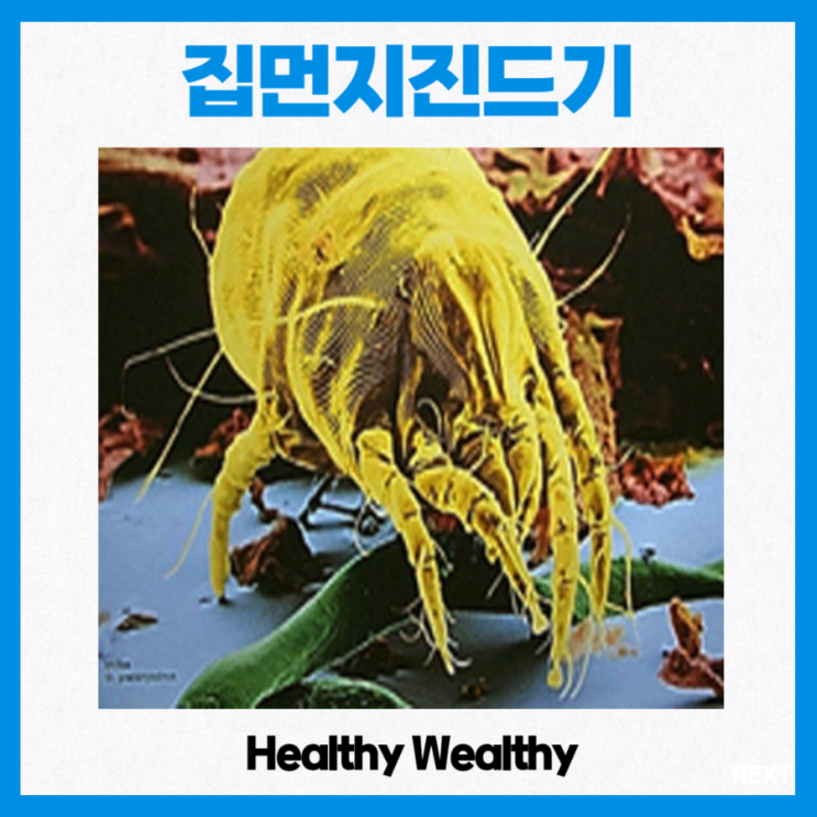 집먼지진드기 제거 방법은 물린자국 증상 크기 알레르기 육안 에탄올 네이버 블로그