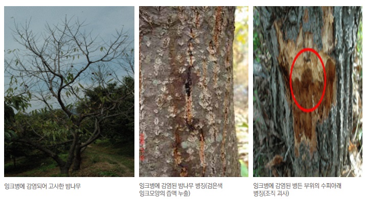 [ 병해충동정 ] 밤나무 잉크병(Ink disease) 피해 증상 : 네이버 블로그