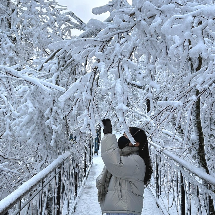 평창 발왕산 케이블카타고 현실판 겨울왕국 보러가기 ️ - 가격, 모나용평지도, 커피엠스테이블X모나베이커리 : 네이버 블로그