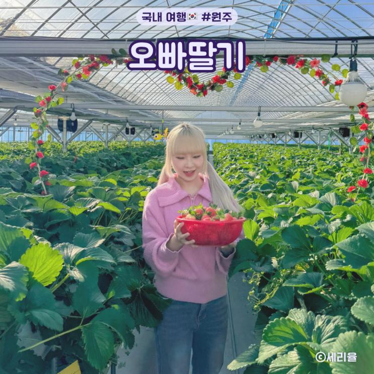 강원도 아이와 가볼만한곳 원주 놀거리 딸기체험농장 오빠딸기 가격 와플만들기 네이버 블로그