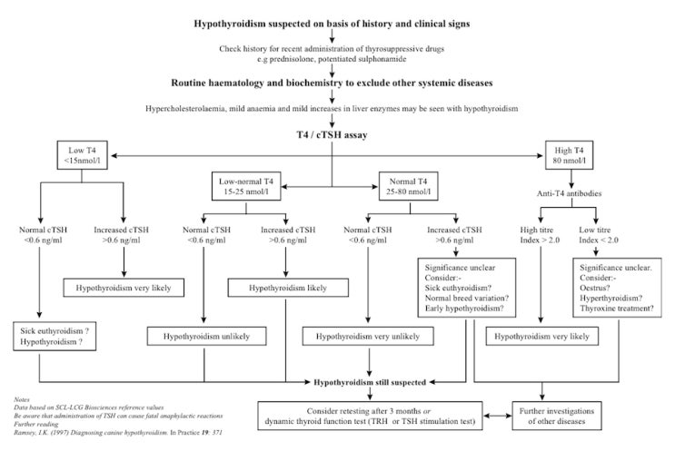 갑상선기능저하증 (Hypothyroidism) _ Merck veterinary manual : 네이버 블로그