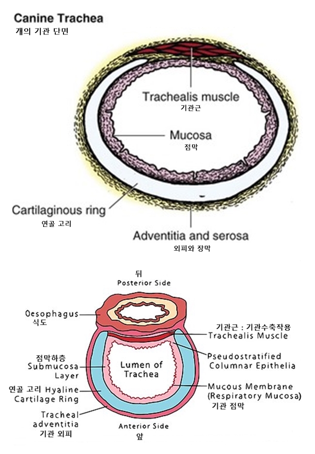 기관허탈(tracheal collapse), 개의 기관허탈증후군(canine tracheal collapse syndrome ...