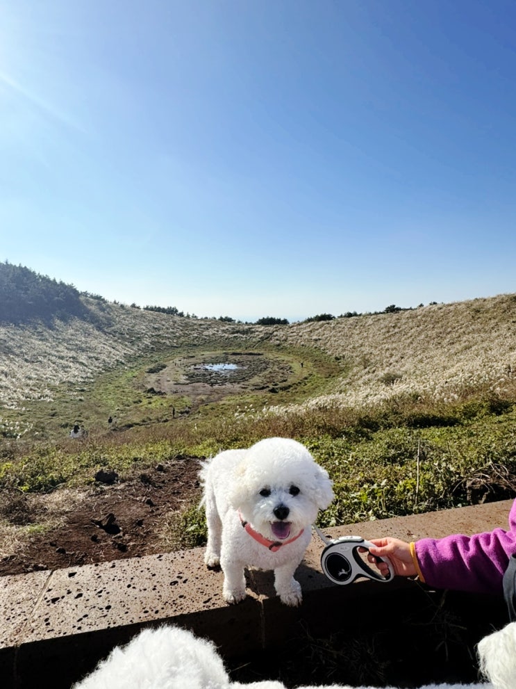 [반려동물 동반 제주여행] 봉형제와 금오름 가기 : 네이버 블로그