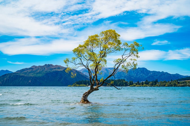That Wanaka Tree! : 네이버 블로그