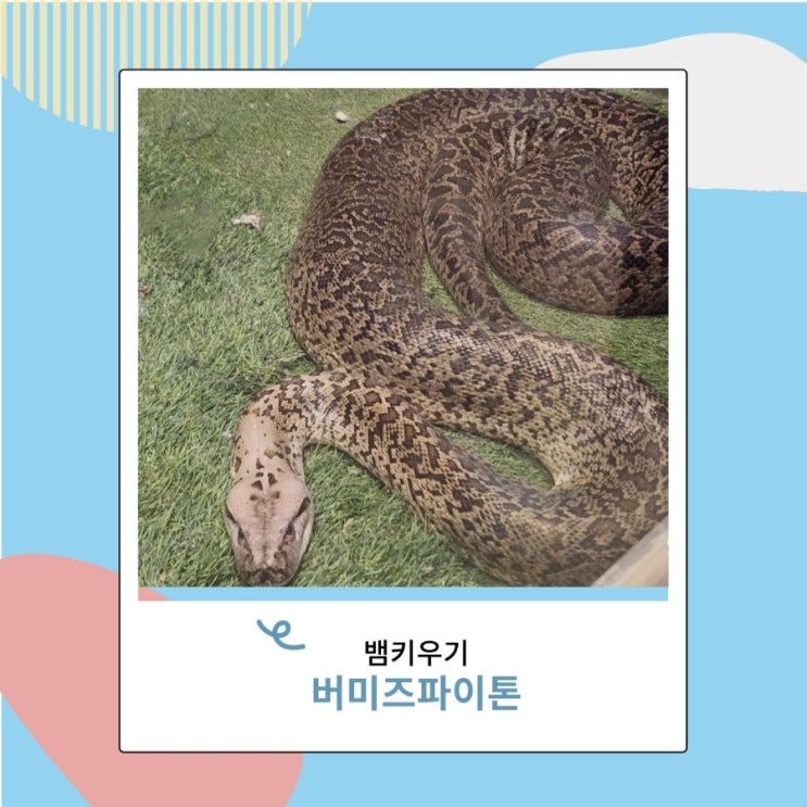 뱀 키우기 가능한 버미즈파이톤 알 지키는법 : 네이버 블로그