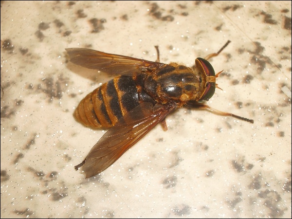 쇠파리 (Hypoderma bovis) : 네이버 블로그