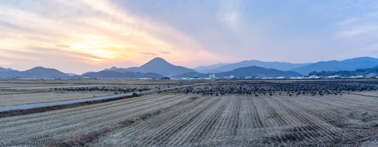 2023.12.26 순천만습지 흑두루미 등 : 네이버 블로그
