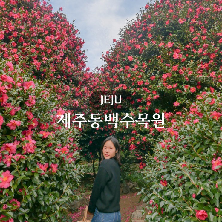 겨울 제주가볼만한곳 향긋한 제주동백수목원 입장료 개화시기 네이버 블로그