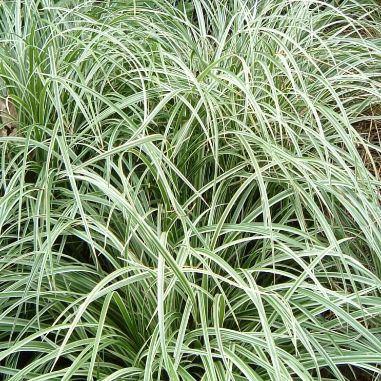 모로위사초 '실버셉터' Carex morrowii 'Silver Sceptre' : 네이버 블로그