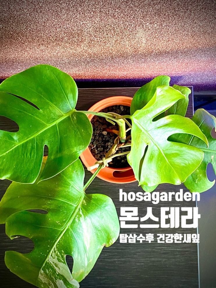 몬스테라 월동 시기 수형잡기 알보 저면관수 공중뿌리 잎 번식 네이버 블로그