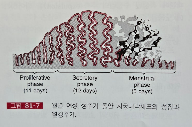 여성의 정상 월경 생리 (2) : 네이버 블로그
