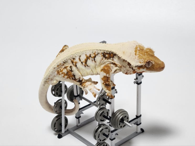 [FITREP] 시즌 성체들 : 네이버 블로그