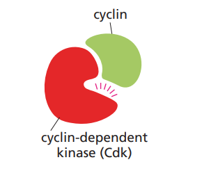 [세포생물학] 세포주기 (Cell cycle) Part 2 - Cyclin & CDK (Cyclin-Dependent ...