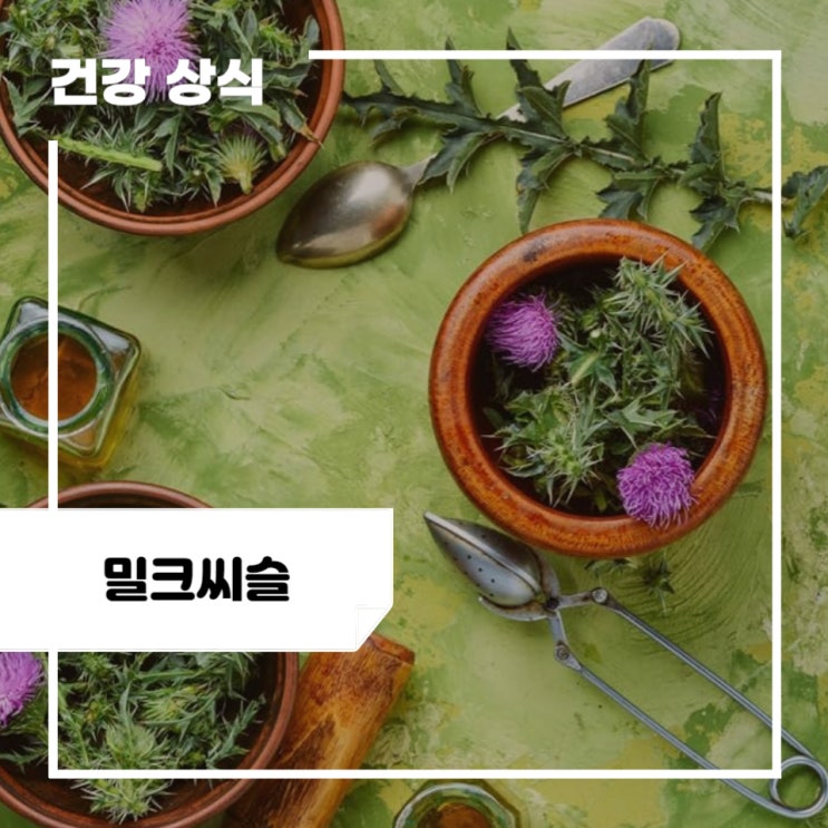 밀크씨슬 효능 및 효과 5가지 복용시간 부작용여자 자궁 밀크시슬 추천 네이버 블로그