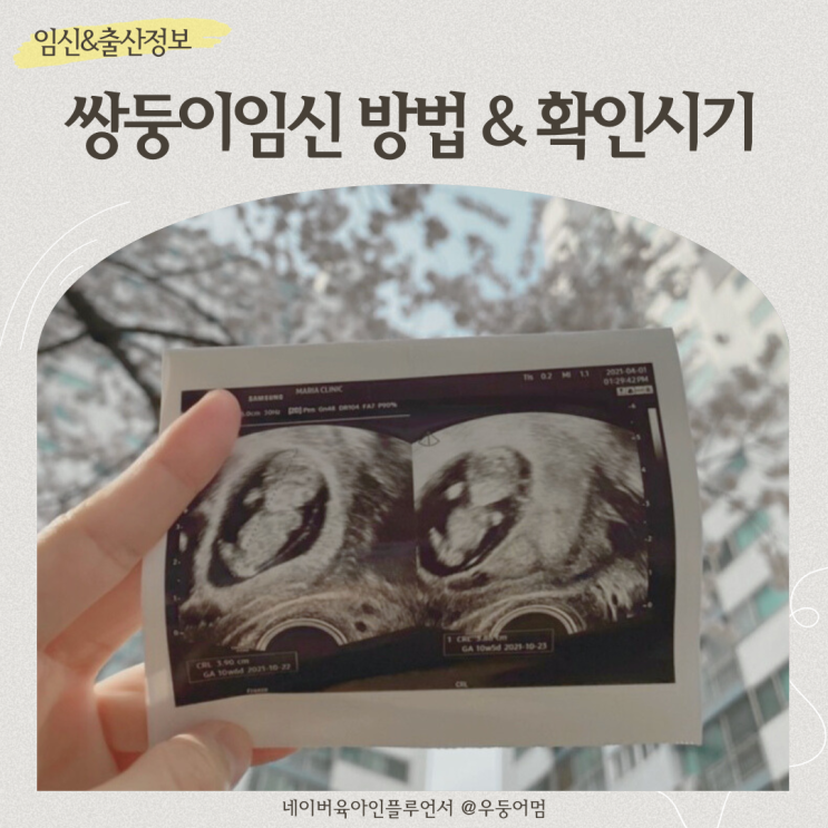쌍둥이 임신 방법 쌍둥이 임신 확인시기 일란성 이란성 차이점 네이버 블로그