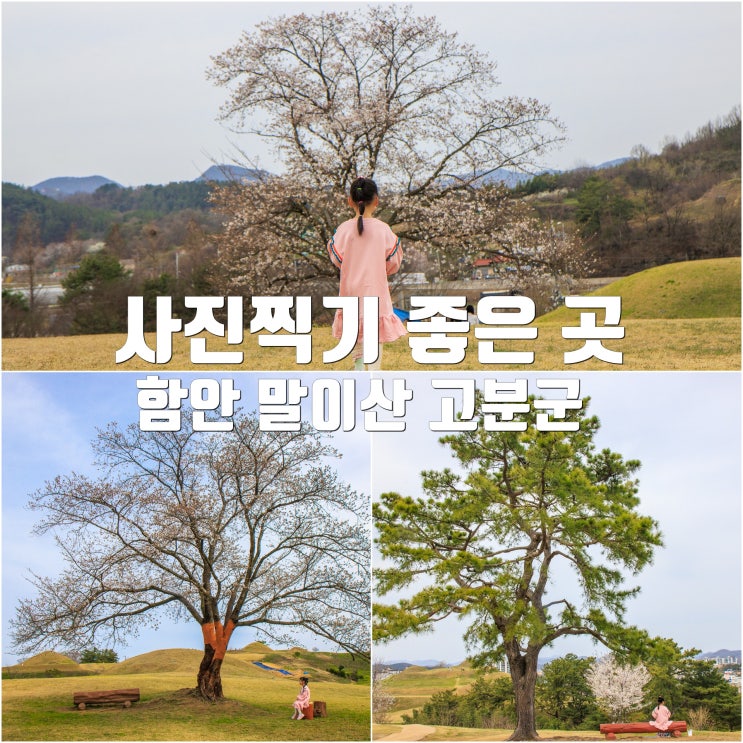 사진 찍기 좋은 곳 함안 여행지 말이산 고분군 나 홀로 벚꽃 위치 네이버 블로그