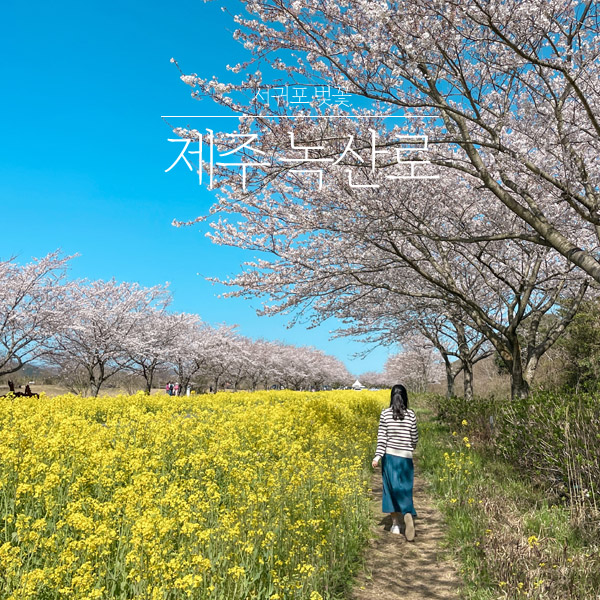 제주 녹산로 유채꽃과 벚꽃을 한 번에 유채꽃프라자 서귀포 벚꽃 동백꽃 네이버 블로그