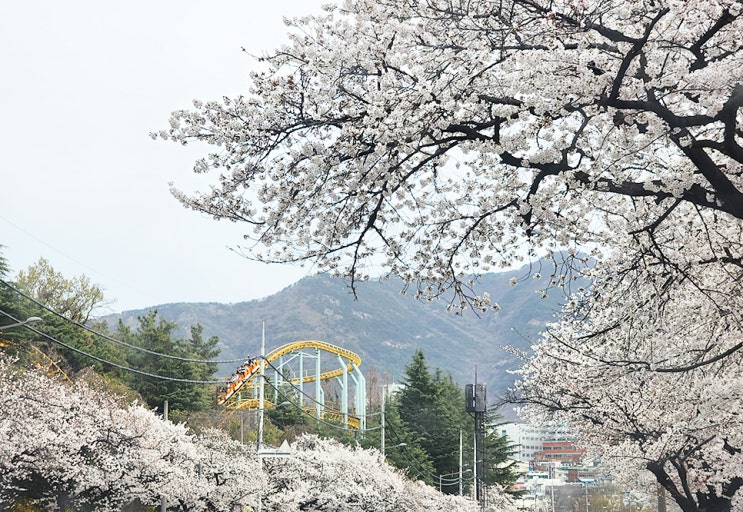 대구 벚꽃 명소 두류공원 벚꽃 만개 : 네이버 블로그