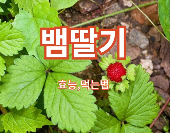 암을 이기는 약초 뱀딸기 특징 효능 채취시기 네이버 블로그