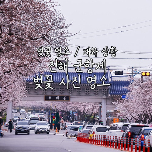 진해 벚꽃 사진 명소 군항제 일정 가는 법 서울 진해 셔틀버스 경화역공원 여좌천 벚꽃 개화 네이버 블로그