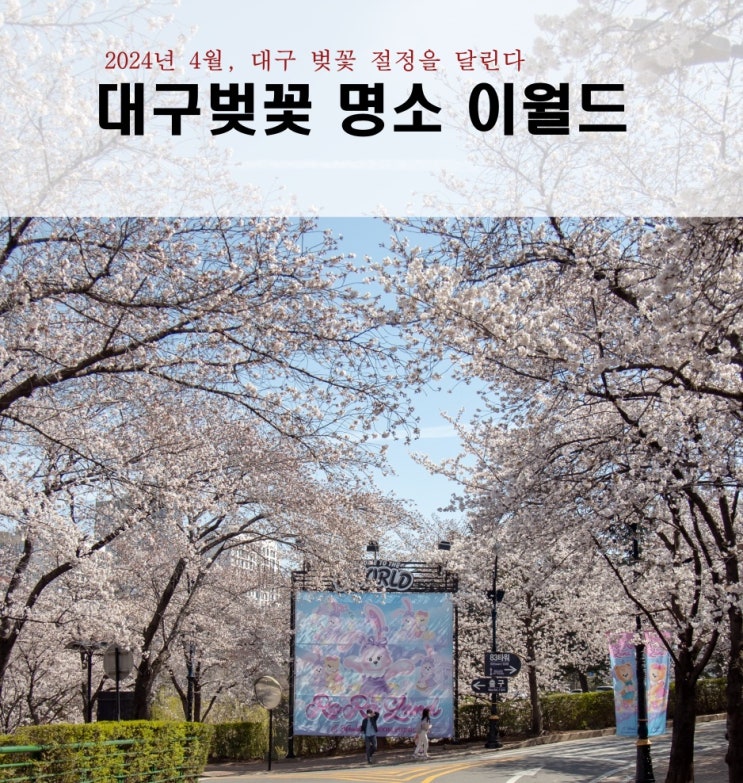 대구벚꽃 명소 이월드 이번주 벚꽃절정 튤립 개화상태 대구로 떠나세요 네이버 블로그