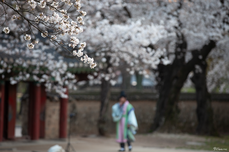 경주 대릉원 돌담길 벚꽃명소로 가볼만한곳 4월 실시간 벚꽃 개화상황 네이버 블로그