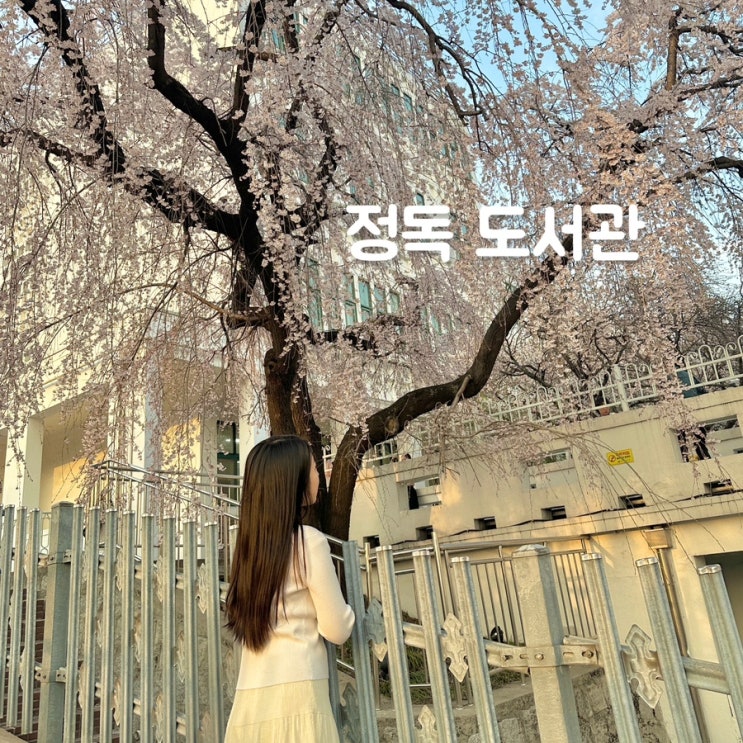 북촌 정독도서관 벚꽃 현황 주차장 요금 서울 봄여행 숨은 명소 네이버 블로그