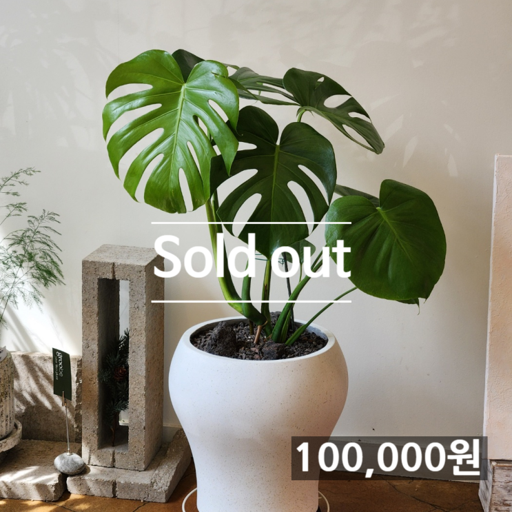 광주개업화분 추천 광주축하화분 선물은 수완지구 플랜트샵 식물가게 그루비groobe 네이버 블로그