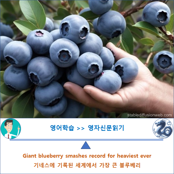 [영자신문] Giant blueberry smashes record for heaviest ever - 기네스에 기록된 세계 ...