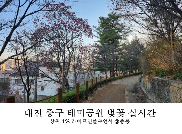 테미공원 벚꽃 주차 실시간 개화 상황 대전 중구 벚꽃 명소 아이와 가볼만한곳 추천 네이버 블로그
