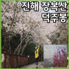 진해 장복산 벚꽃 진달래 등산 편백치유의숲 장복산 덕주봉 안민고개 원점회귀 네이버 블로그