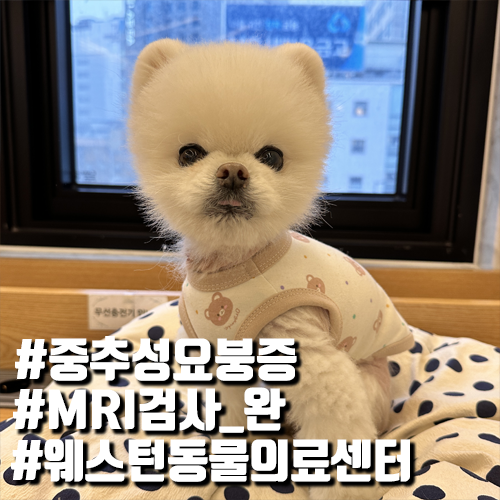 13살 짜르 강아지 중추성 요붕증 진단받다 쿠싱LDDST검사 뇌MRI검사 수분제한검사 완 웨스턴동물의료센터 : 네이버 블로그