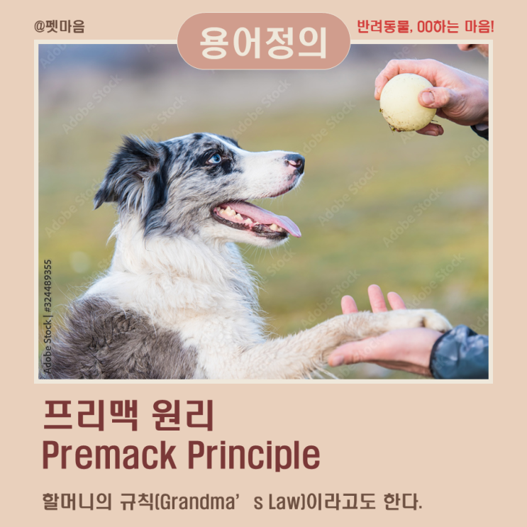 용어정의 | 프리맥 원리 Premack Principle : 네이버 블로그