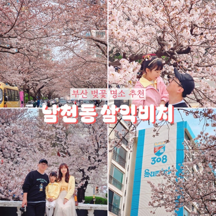 부산 벚꽃 명소 남천동 삼익비치 실시간 개화 및 주차 네이버 블로그