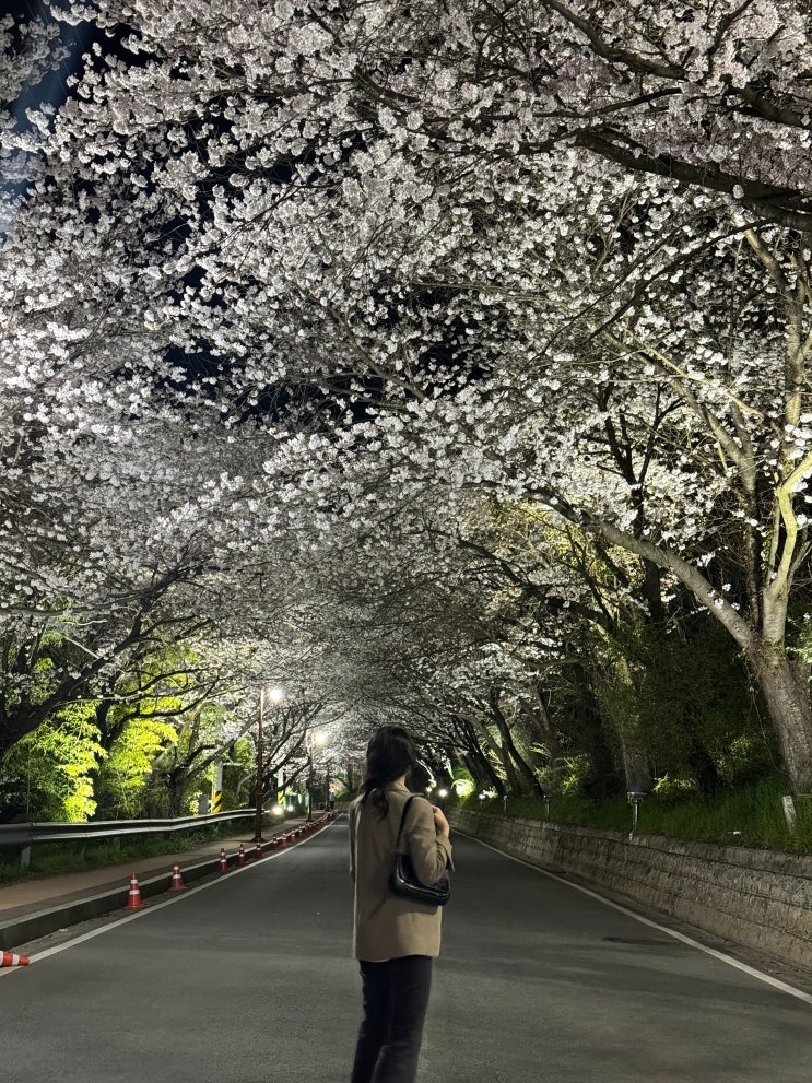 나주 한수제 벚꽃 야경 4월 광주근교 가볼만한곳 추천 네이버 블로그