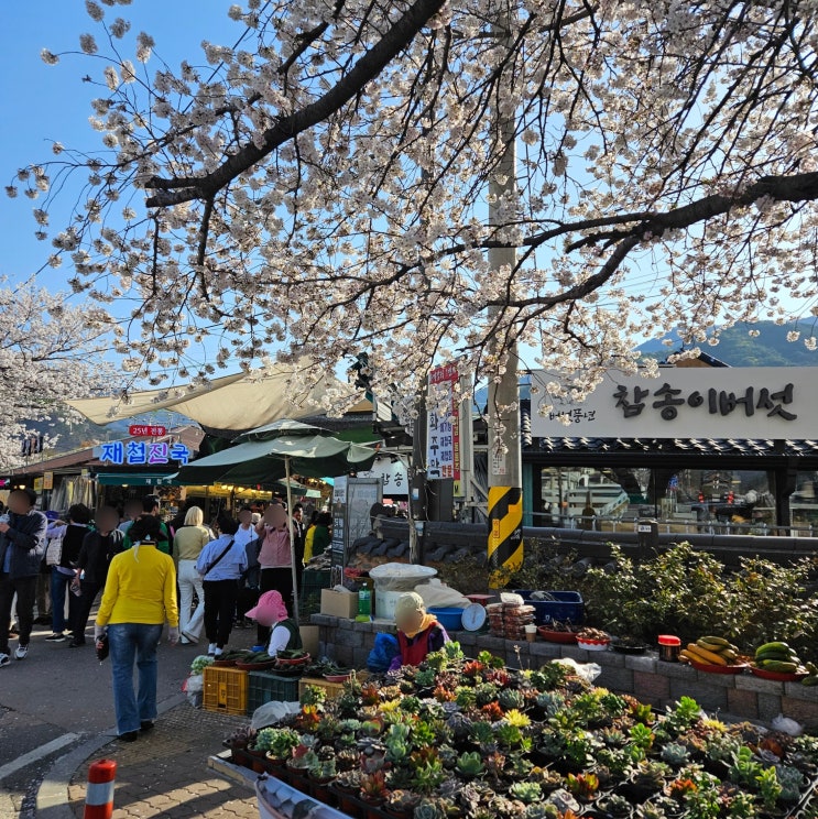 하동 화개장터 벚꽃축제 장날시간 무료주차 먹거리 정보 네이버 블로그