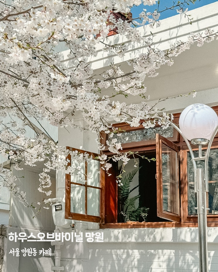 서울 벚꽃 카페 망원동 하우스오브바이닐 Lp 카페 데이트 네이버 블로그
