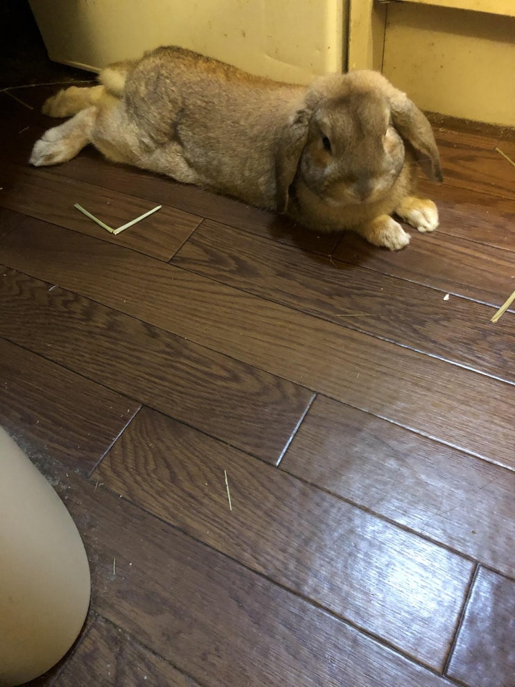 [5ch VIP] 나[토끼 너 몸 안 좋아?] 토끼[….] : 네이버 블로그