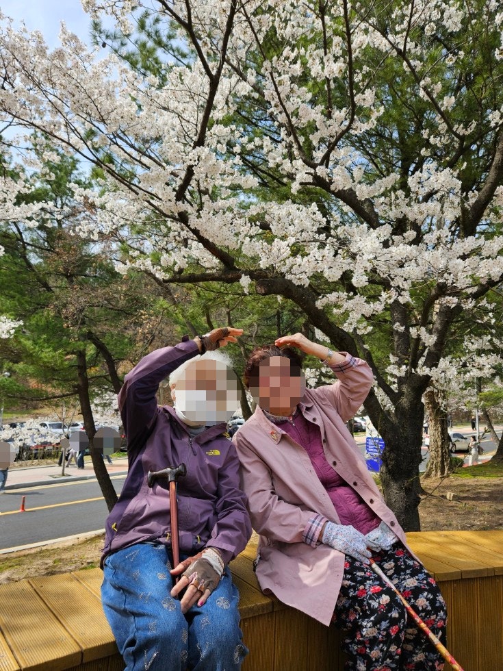 4월 2일화 벚꽃 드라이브 대전 유성 어울림노인주간보호센터 대전 대전주간보호센터 대전노인주간보호센터 네이버 블로그