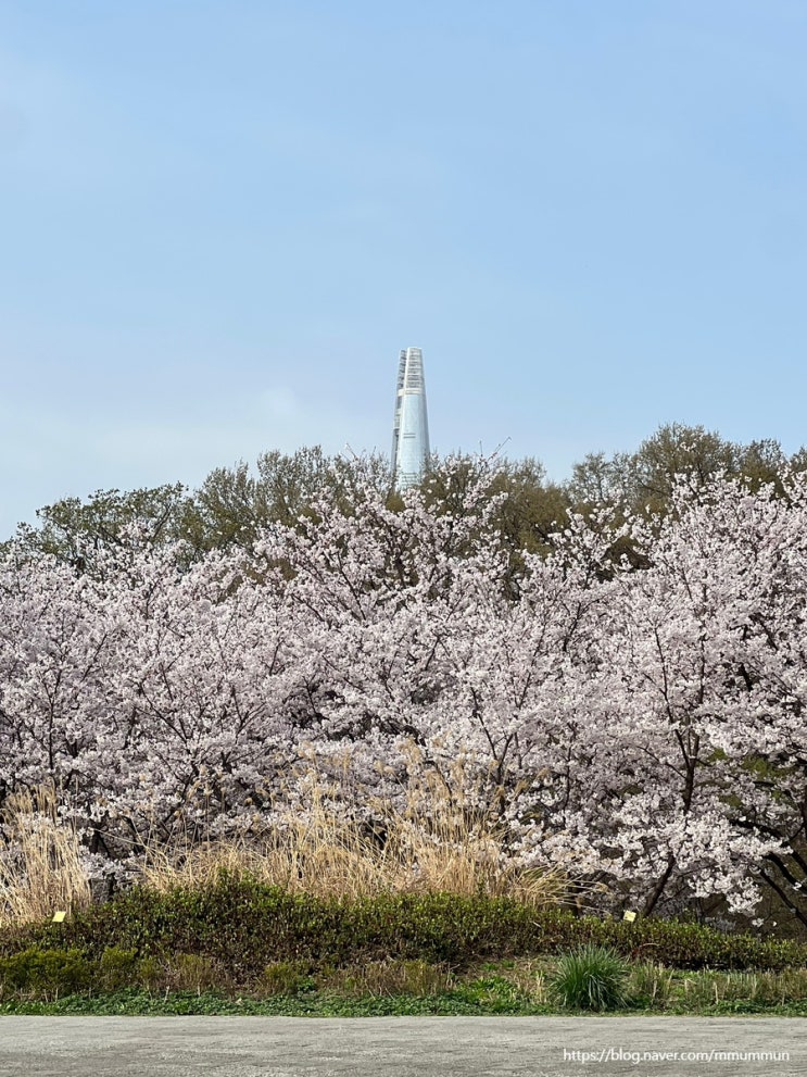 서울 올림픽공원 벚꽃 명소 송파둘레길 성내천 개화상황 네이버 블로그