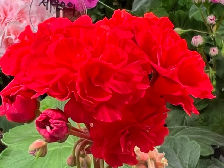 제우스의꽃 : 네이버 블로그