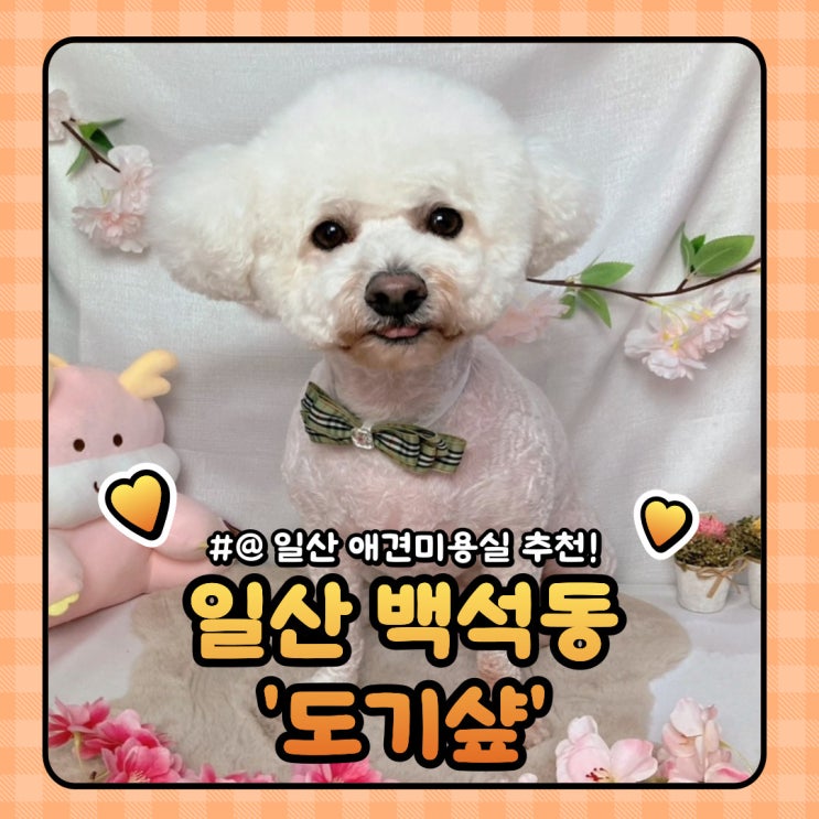 일산 애견미용 And 호텔 찐 가성비 도기샾 비숑 스포팅컷 리뷰 네이버 블로그