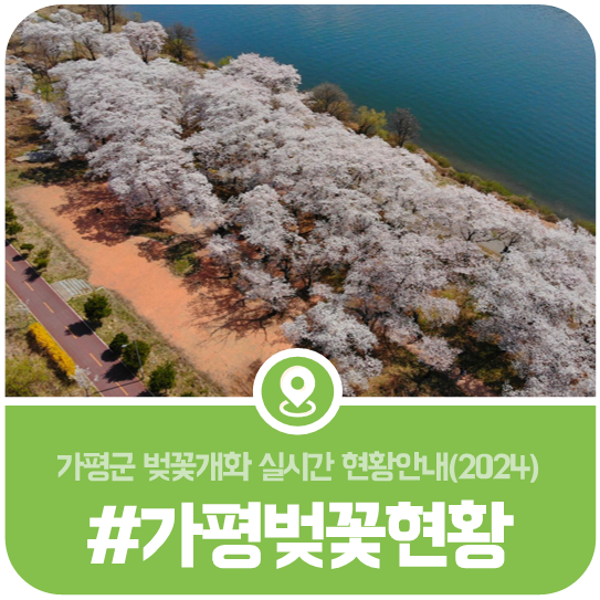 가평 벚꽃개화일 가평벚꽃 개화시기·개화현황 실시간 안내2024 네이버 블로그