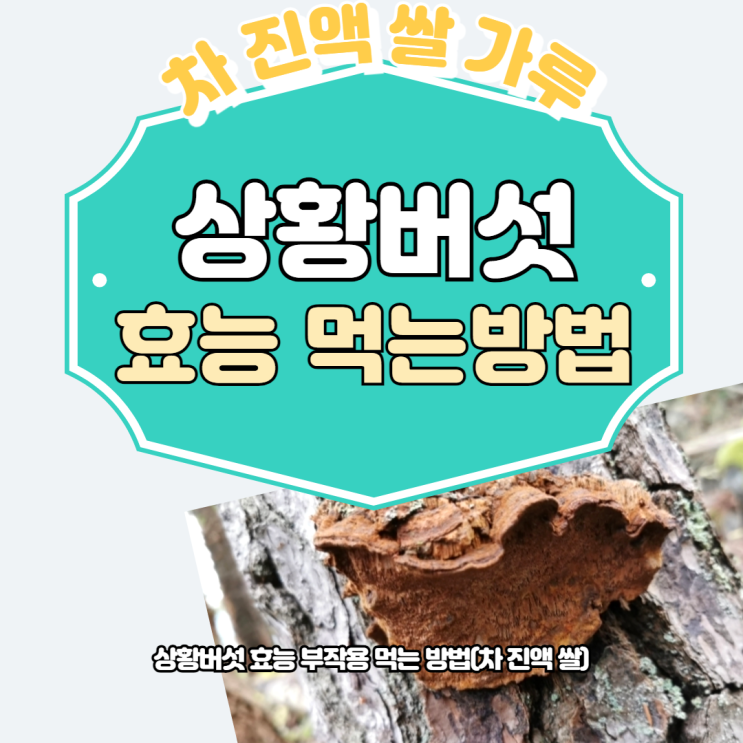 상황버섯 효능 부작용 먹는 방법차 진액 쌀 네이버 블로그