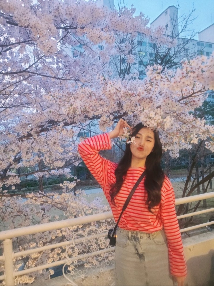 서울 벚꽃 명소 카페 연남동 벚꽃집 평일 저녁 방문 네이버 블로그
