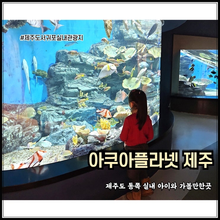 제주도 실내 가볼만한곳 동쪽 제주 아쿠아플라넷 서귀포 실내 관광지 네이버 블로그
