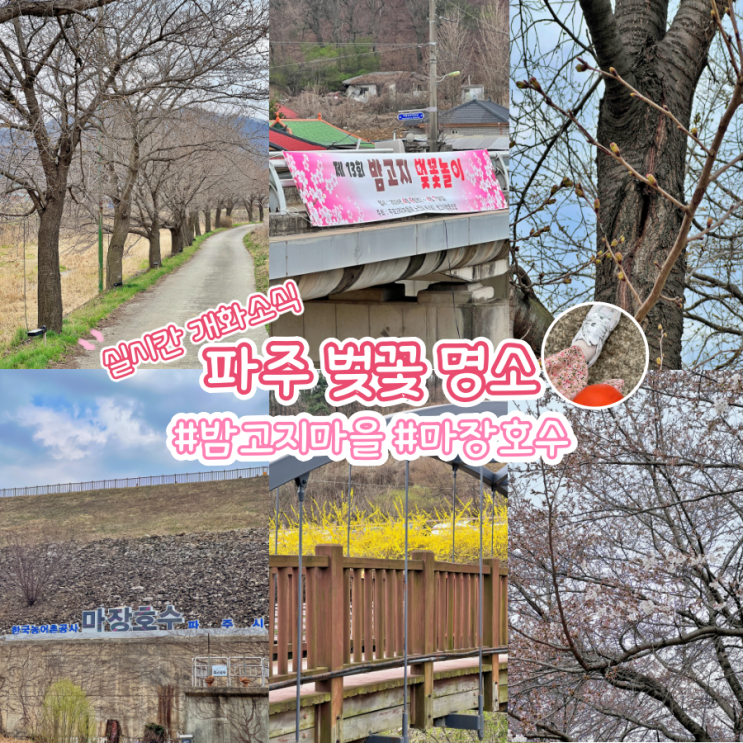 파주 벚꽃 명소 개화시기 실시간 밤고을마을 마장호수 축제기간 여행 네이버 블로그
