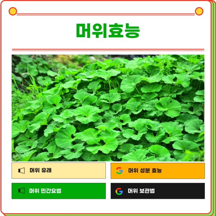 머위 효능 및 봄나물 머위뿌리 효능과 보관법 네이버 블로그